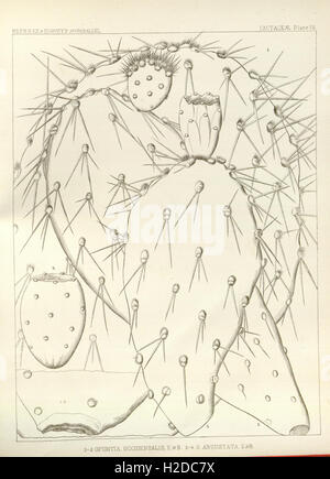 This collection of botanical works by George Engelmann showcases his ...
