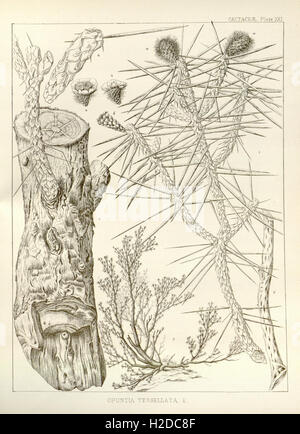 A compilation of George Engelmann's botanical works, with Plate 39 ...