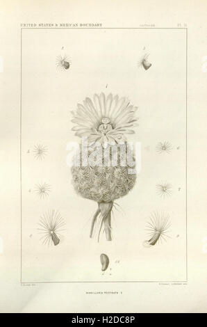 This compilation of George Engelmann's botanical work focuses on his ...