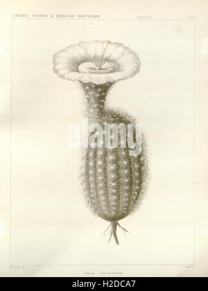A compilation of George Engelmann's botanical works, gathered for Henry ...