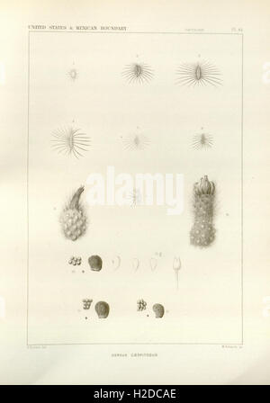 This collection of botanical works by George Engelmann presents his ...