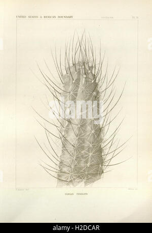 This collection showcases the botanical works of George Engelmann ...