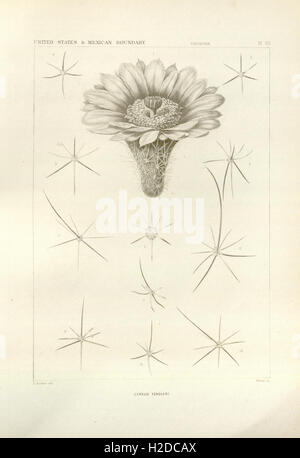 This collection compiles the botanical works of George Engelmann ...