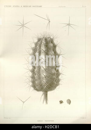 This compilation of George Engelmann’s botanical works presents his ...
