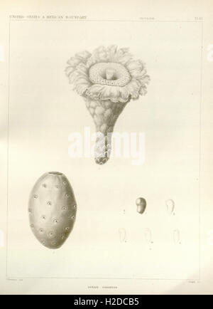 This plate from 'The Botanical Works of the Late George Engelmann ...