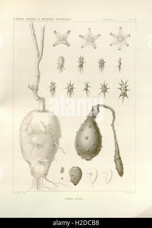 This collection of *The Botanical Works* of George Engelmann includes ...