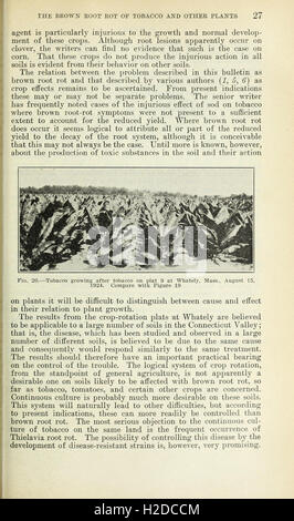 This page discusses the brown root rot disease affecting tobacco and ...