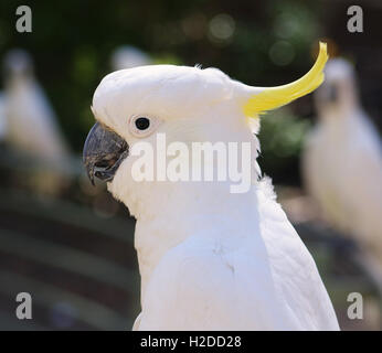 australian cockatoo closeup portrait outdoors Stock Photo - Alamy