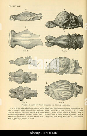 This plate from 'The Origin of the Fittest' illustrates the concept of ...