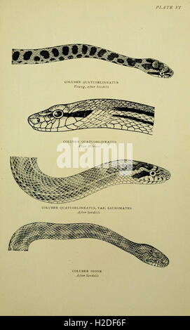 A comprehensive guide to the snakes of Europe, including species ...