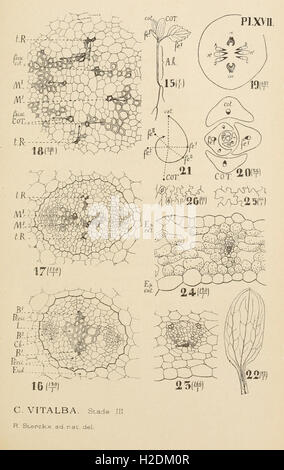This archive from the University of Liège Institute of Botany includes ...