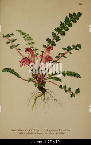 This plate from the 'Atlas der Alpenflora' illustrates various alpine ...