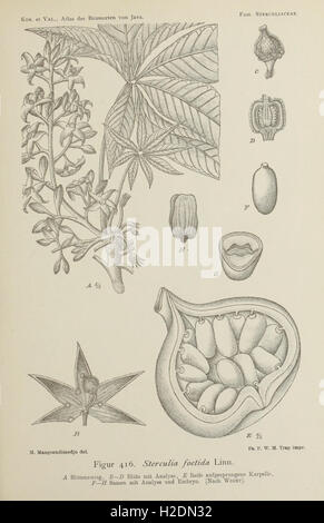 This illustration from the *Atlas der Baumarten von Java* depicts ...