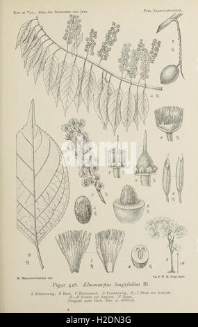 This atlas focuses on the tree species of Java, providing illustrations ...