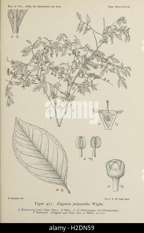 This atlas showcases various tree species found in Java, focusing on ...