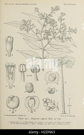 An atlas illustrating the tree species of Java, providing detailed ...
