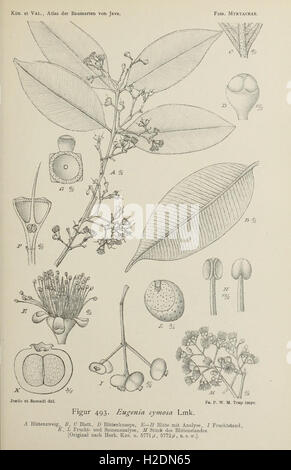 This atlas presents the tree species found in Java, with detailed ...