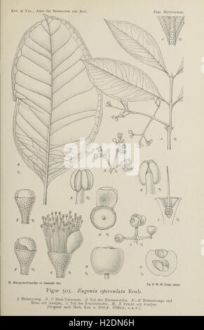 An atlas of tree species from Java, with Figure 600 depicting specific ...