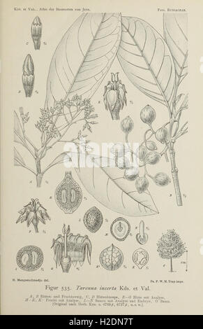 An atlas depicting various tree species native to Java, with detailed ...