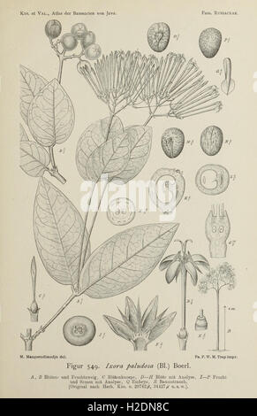 An atlas featuring the tree species found in Java, with illustrations ...