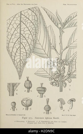 An atlas depicting the tree species of Java, offering insights into the ...