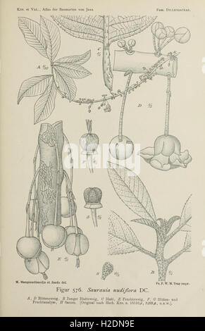 An atlas illustrating the tree species of Java, providing detailed ...