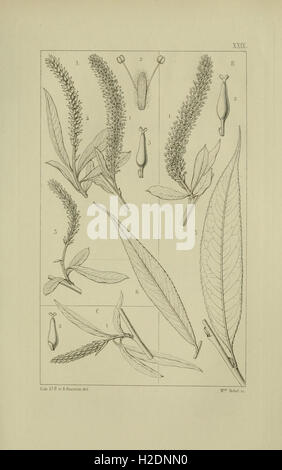 This atlas illustrates the plant species of the Paris region, focusing ...