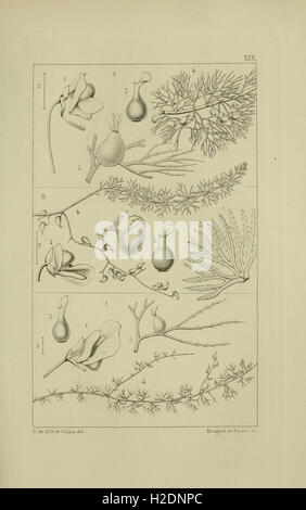 This page of the Atlas de la Flora Alpine showcases the diversity of ...