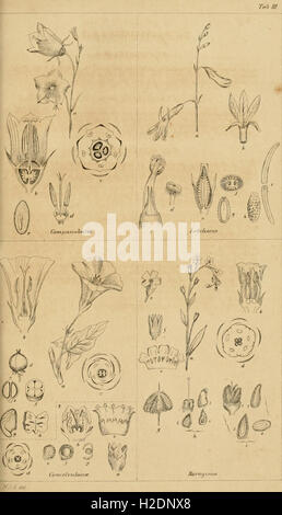 This botanical atlas details the natural families of the Scandinavian ...