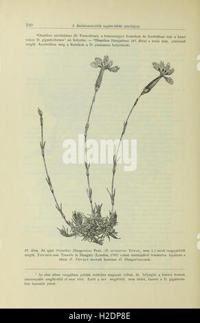 This work discusses the plant geography and vascular plant species of ...