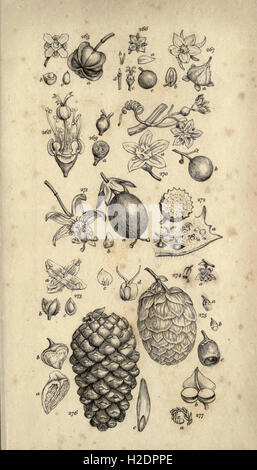 A grammar of botany (Plate XXI Stock Photo - Alamy