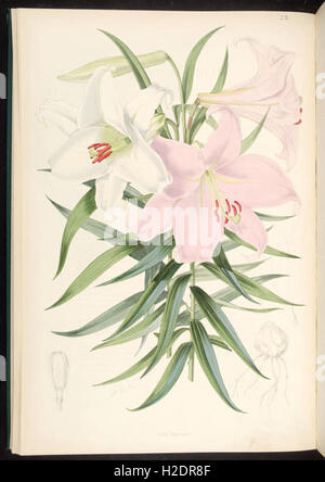 This monograph on the genus Lilium provides comprehensive illustrations ...