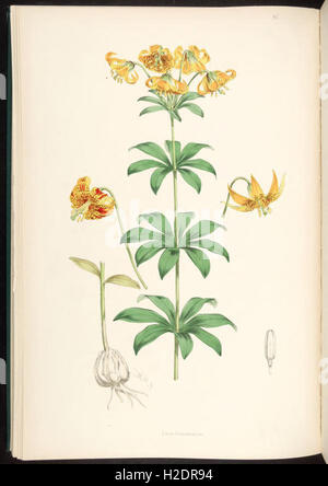 A detailed monograph of the Lilium genus, including a plate depicting ...