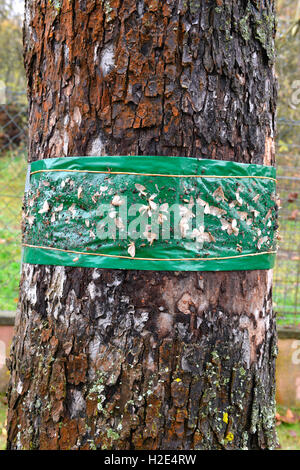 Sticky paper ring used for prevent pests insects from climbing up into ...