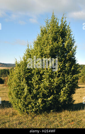 Common Juniper (Juniperus communis), single bush. Germany Stock Photo ...
