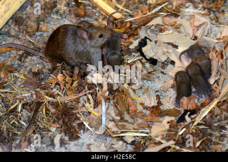 House Mice female with young at nest Mus musculus Europa Europe adult ...