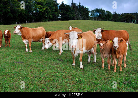 Domestic Cattle, Hinterwald Cattle. Cows and calves on a pasture ...