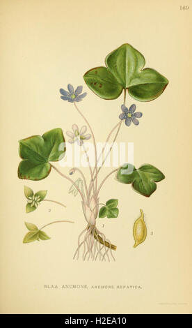This work provides detailed illustrations of Northern European flora ...