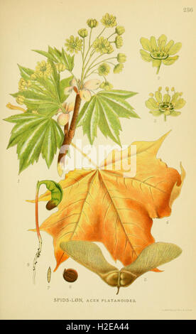 A depiction of the flora of the Nordic countries, showcasing the plant ...
