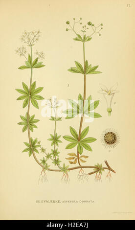 An illustration depicting the flora of northern regions, showing plant ...