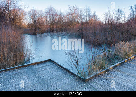 Boardwalk at edge of frozen pool with reeds and trees, Askham Bog ...