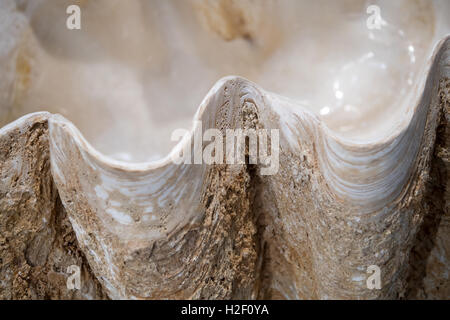 The fossil of a giant clam 'Tridacna Gigantea' can be seen at a booth ...