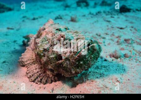 Synanceiidae is a family of Actinopterygii, also known as stonefish ...