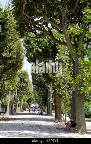 Trees ready to be planted - Paris - France Stock Photo - Alamy