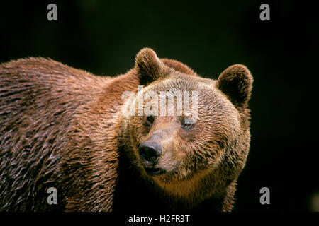Marsicano brown bear Stock Photo - Alamy