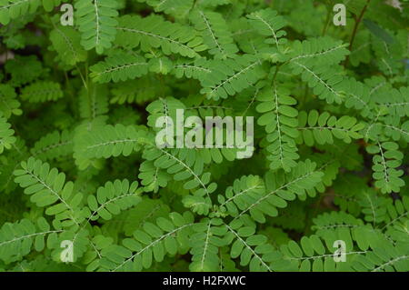 Small tamarind plants Stock Photo - Alamy