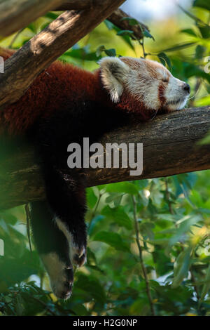 A closeup of a cute sleeping red panda lying on a wooden surface Stock ...