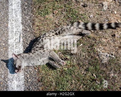 Dead Genet / Genetta genetta at the road edge Stock Photo - Alamy