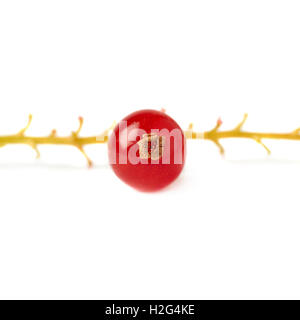 Single berry of Red Currant on branch isolated over white background ...