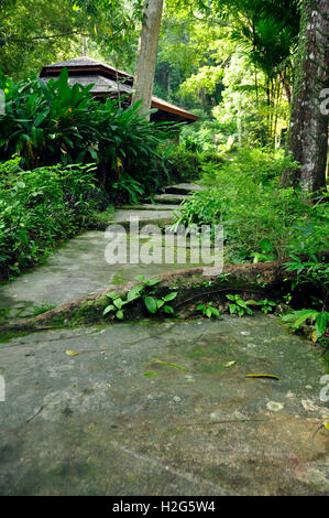 Pathway with tree roots as steps Stock Photo - Alamy